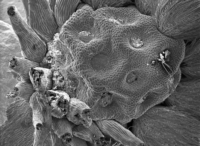 DTU CEN - A.P. Møller Fonden